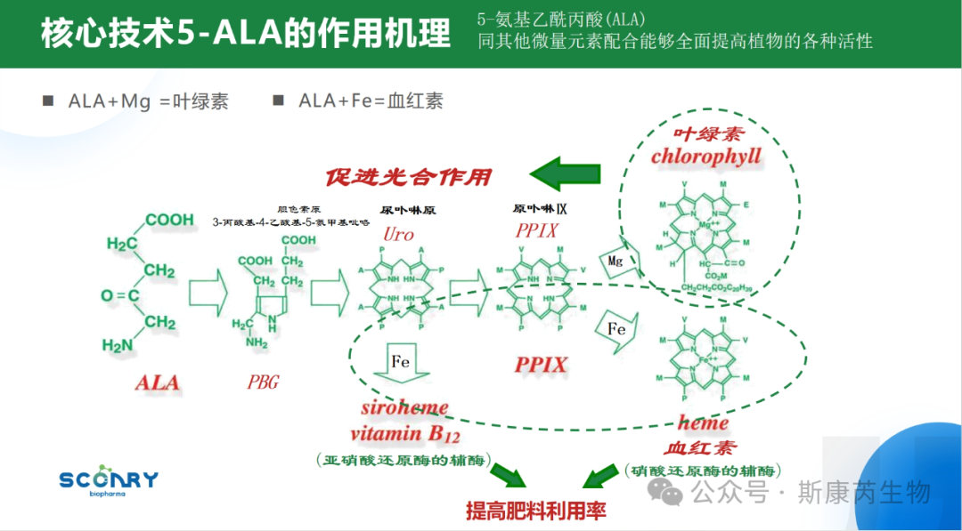 一分钟了解5-氨基乙酰丙酸 (ALA) 及其在农林业中的应用 - 斯康芮生物医药（上海）有限公司